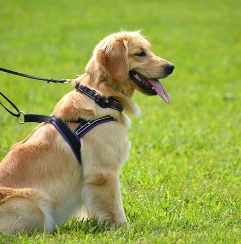 What to expect when getting a rescue dog – FLUX MAGAZINE